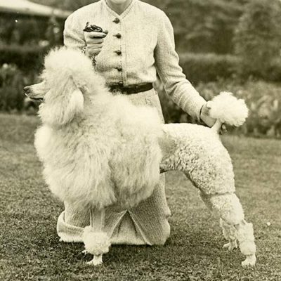 Poodle Dog Breed Information