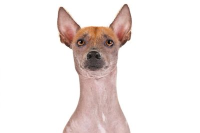 Xoloitzcuintli Pictures - American Kennel Club
