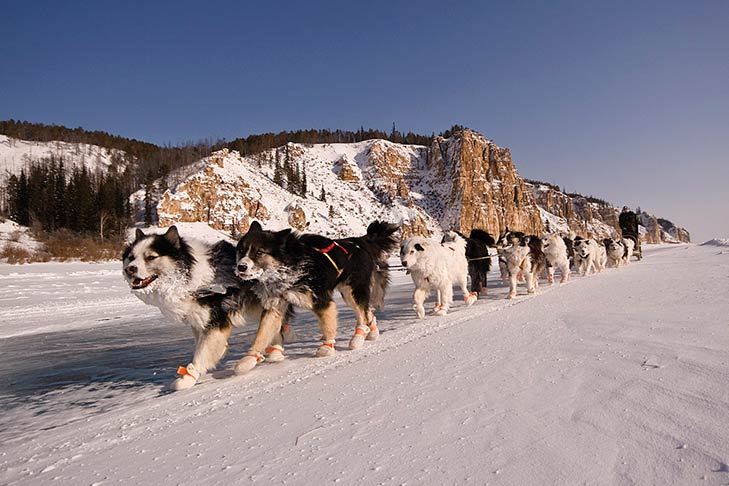 Yakutian Laika Dog Breed Information - American Kennel Club