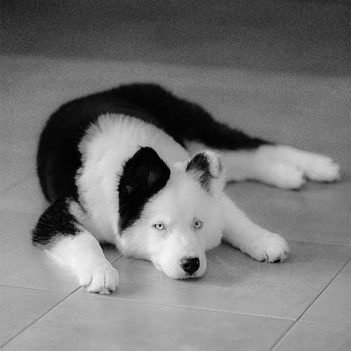 Yakutian Laika Dog Breed Information - American Kennel Club