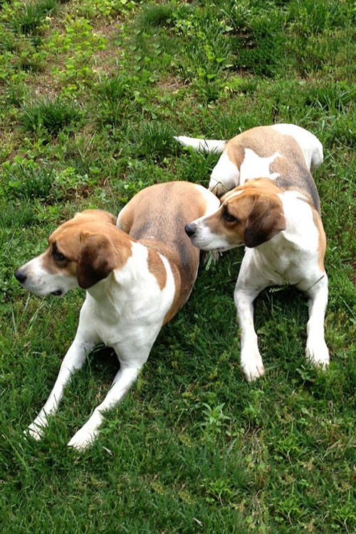 Harrier Dog Breed Information