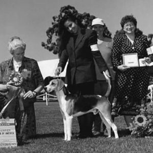 Harrier Dog Breed Information