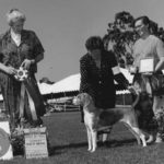 Harrier Dog Breed Information