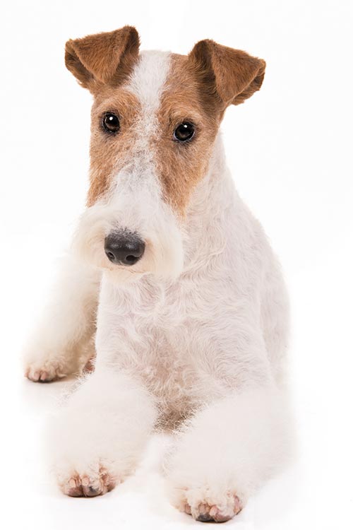 Wire Fox Terrier Dog Breed Information