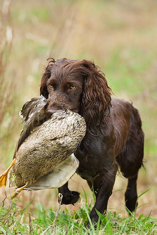 Boykin Spaniel Dog Breed Information