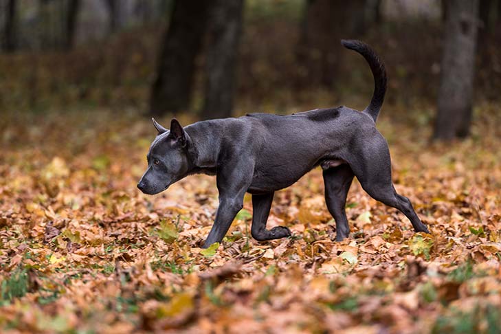 Thai Ridgeback Dog Breed Information - American Kennel Club