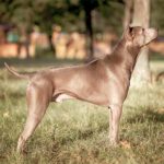 Thai Ridgeback Dog Breed Information - American Kennel Club