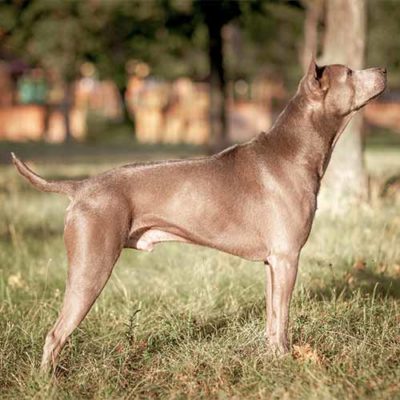 Thai Ridgeback Dog Breed Information - American Kennel Club