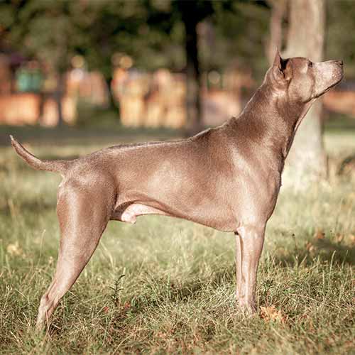 Thai Ridgeback Dog Breed Information - American Kennel Club