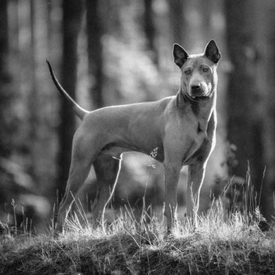 Thai Ridgeback Dog Breed Information - American Kennel Club