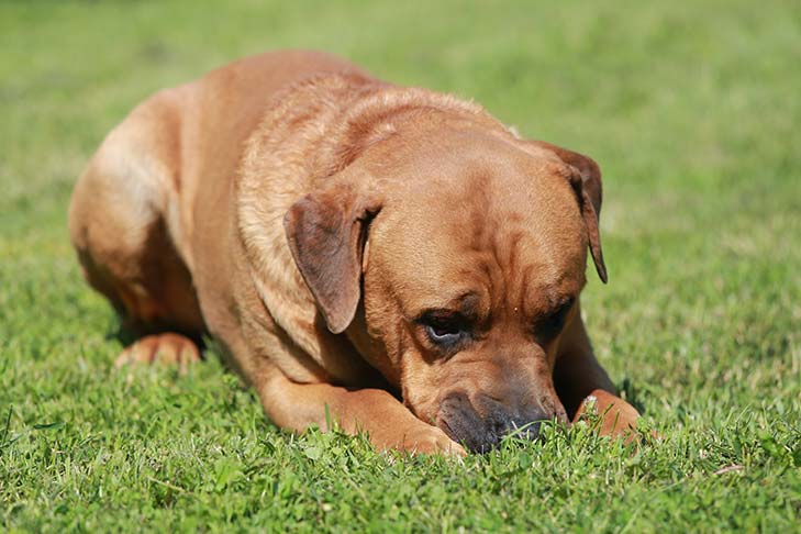 Tosa Dog Breed Information - American Kennel Club