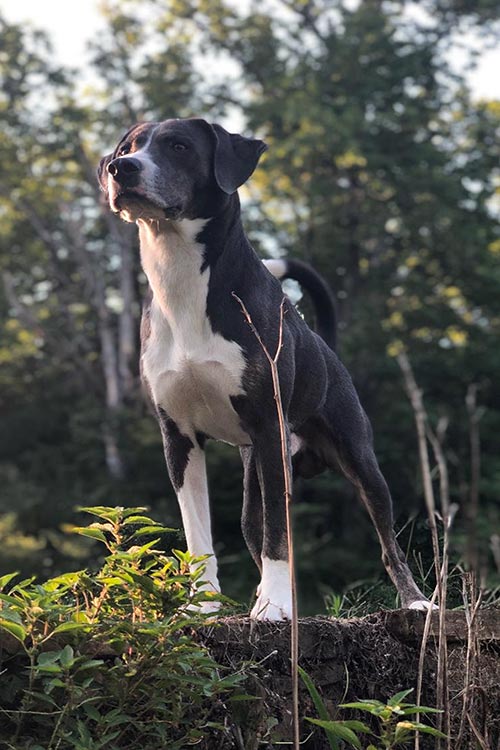 Mountain Cur Dog Breed Information - American Kennel Club