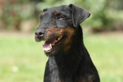 Jagdterrier Pictures - American Kennel Club