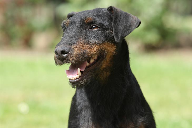 Jagdterrier Dog Breed Information - American Kennel Club
