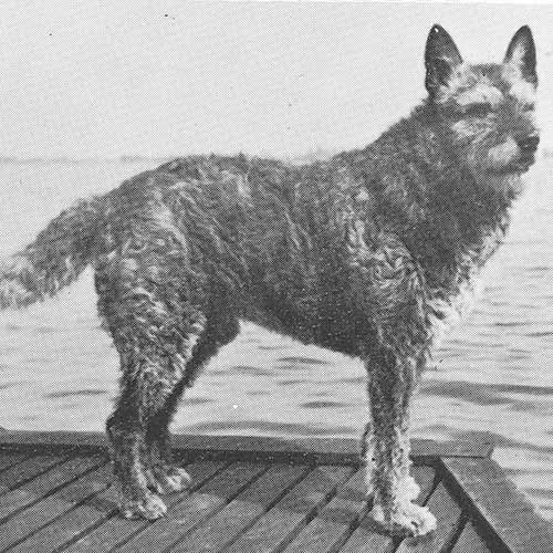 Dutch Shepherd Dog Breed Information - American Kennel Club