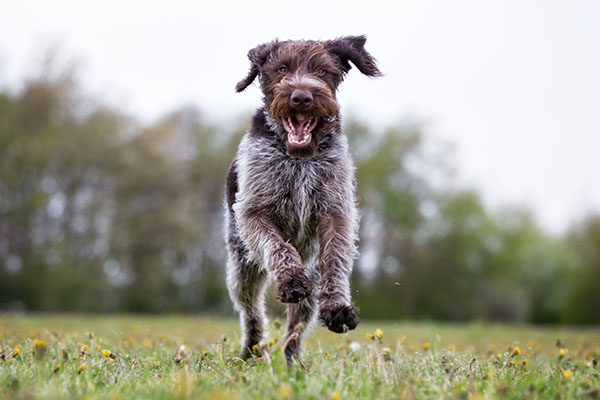 German Wirehaired Pointer Pictures - American Kennel Club