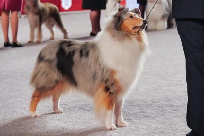 Collie Pictures - American Kennel Club