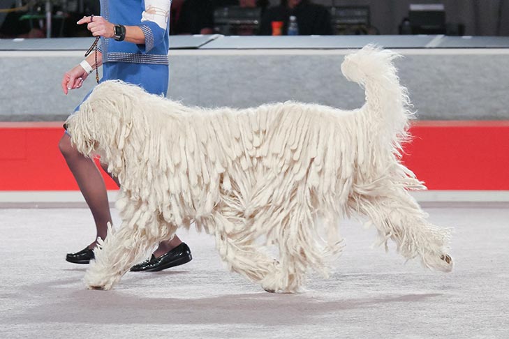 Komondor Dog Breed Information