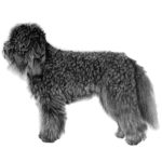 Barbet Dog Breed Information - American Kennel Club