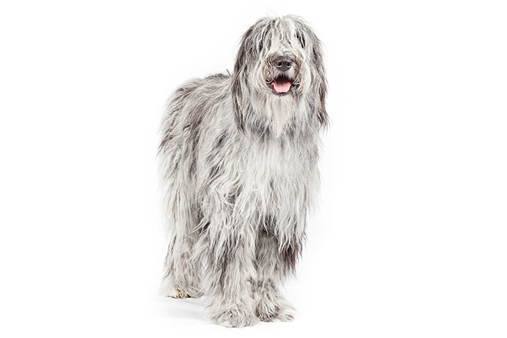 Bergamasco Sheepdog Dog Breed Information