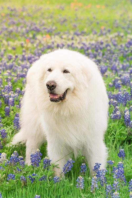 Great Pyrenees Dog Breed Information