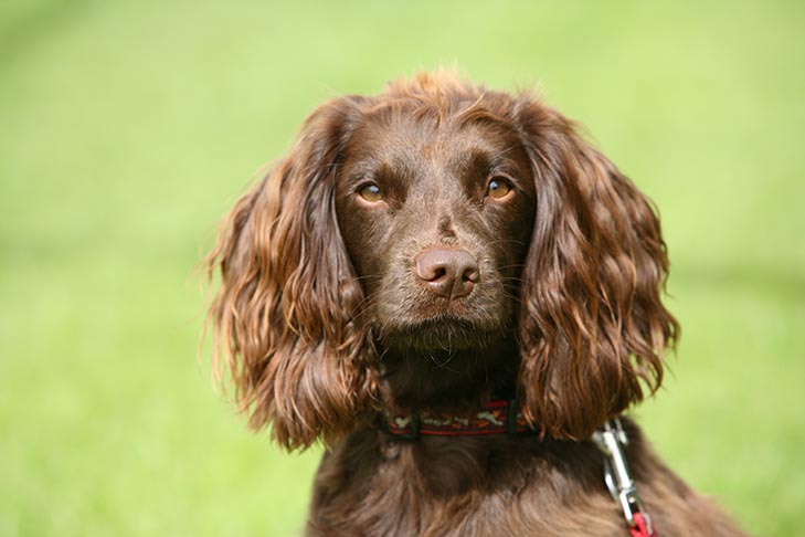 Boykin Spaniel Dog Breed Information