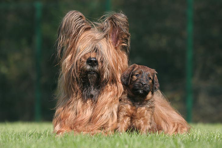 Briard Dog Breed Information