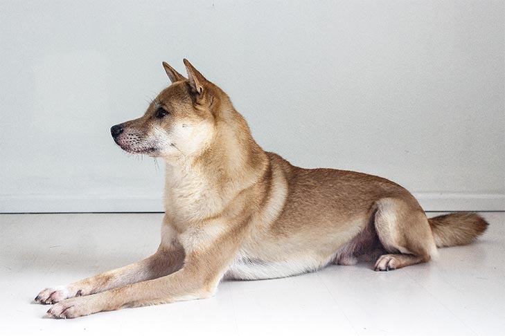 Kishu Ken Dog Breed Information - American Kennel Club