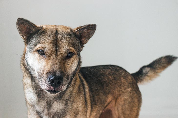 Kishu Ken Dog Breed Information - American Kennel Club