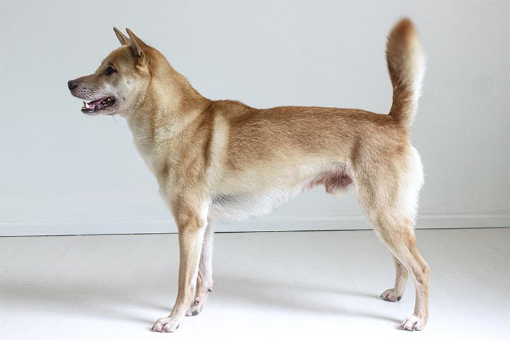 Kishu Ken Dog Breed Information - American Kennel Club