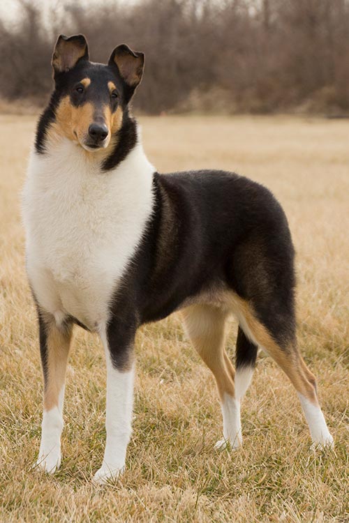 Collie Dog Breed Information
