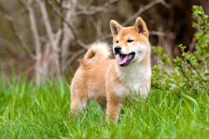Meet the Spectacular Spitz Breeds — American Kennel Club