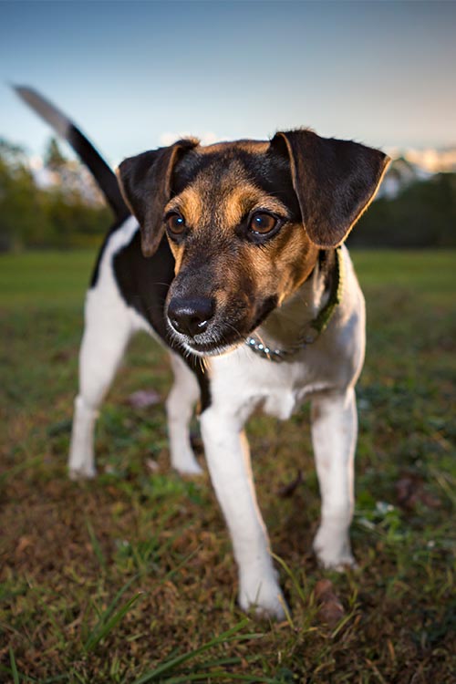Danish-Swedish Farmdog Dog Breed Information - American Kennel Club