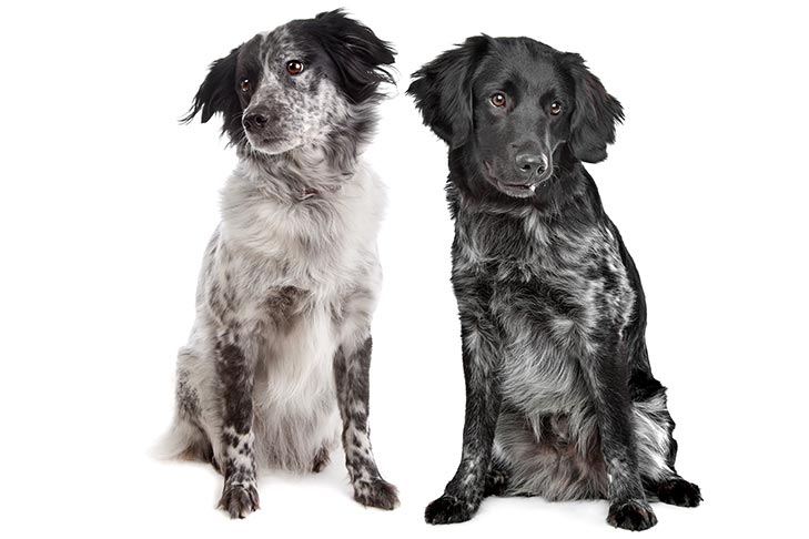 Stabyhoun Dog Breed Information - American Kennel Club