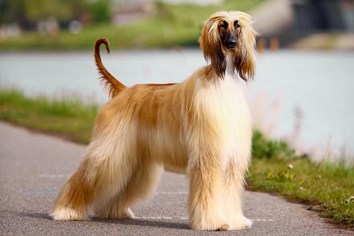 Afghan Hound Dog Breed Information - American Kennel Club