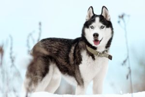 Meet the Spectacular Spitz Breeds — American Kennel Club