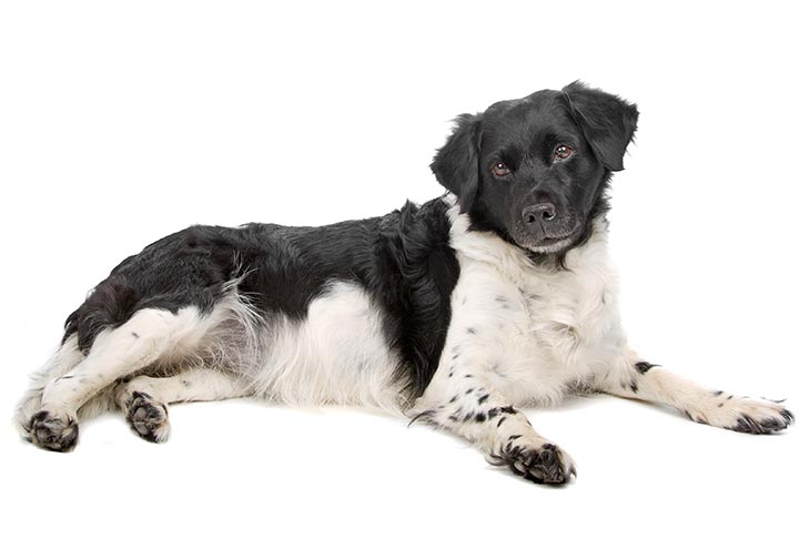 Stabyhoun Dog Breed Information - American Kennel Club