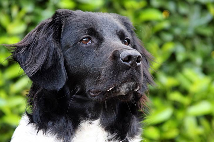 Stabyhoun Dog Breed Information - American Kennel Club