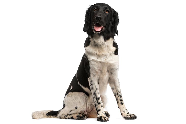 Stabyhoun Dog Breed Information - American Kennel Club