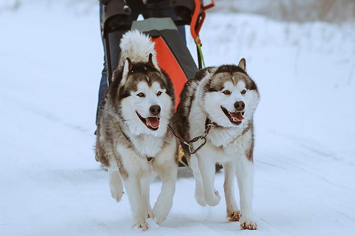 Alaskan Malamute Dog Breed Information