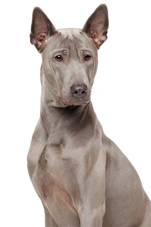 Thai Ridgeback Dog Breed Information - American Kennel Club