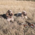 Spinone Italiano Dog Breed Information