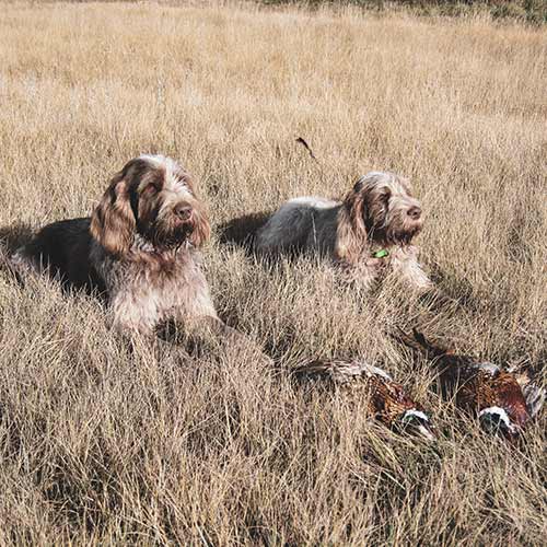 Spinone Italiano Dog Breed Information