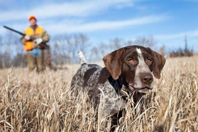How to Train a German Shorthaired Pointer - Alaska Dog Works
