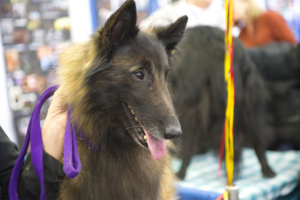 Belgian Tervuren Pictures - American Kennel Club