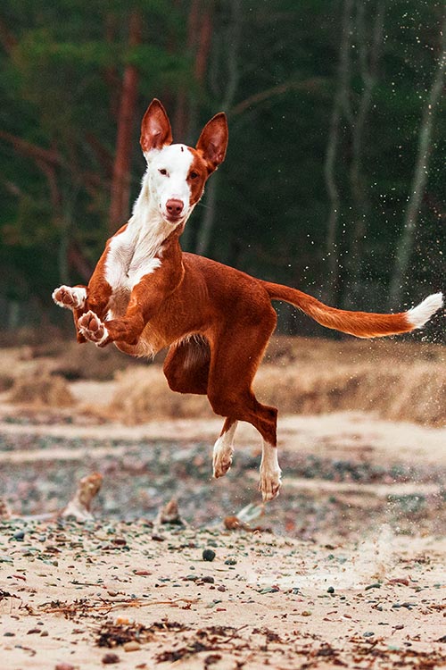Ibizan Hound Dog Breed Information