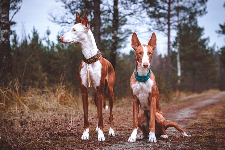 Ibizan Hound Dog Breed Information