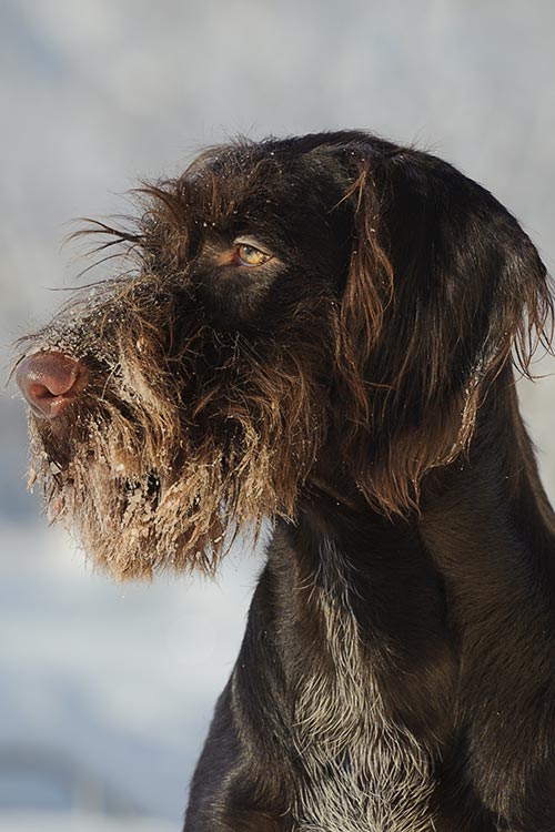 German Wirehaired Pointer Dog Breed Information