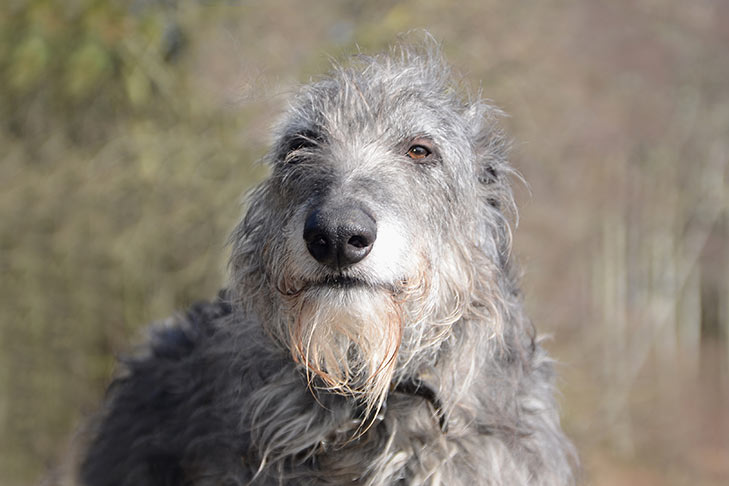 Scottish Deerhound Dog Breed Information
