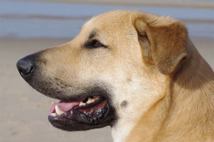 Chinook Dog Breed Information